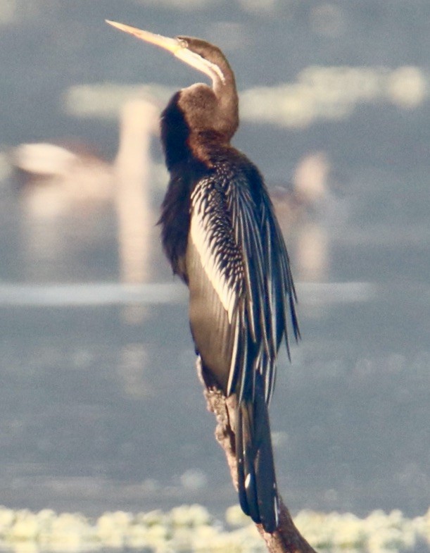 eBird Checklist - 17 Feb 2019 - Upper Lake , CME, Pune (Restricted ...