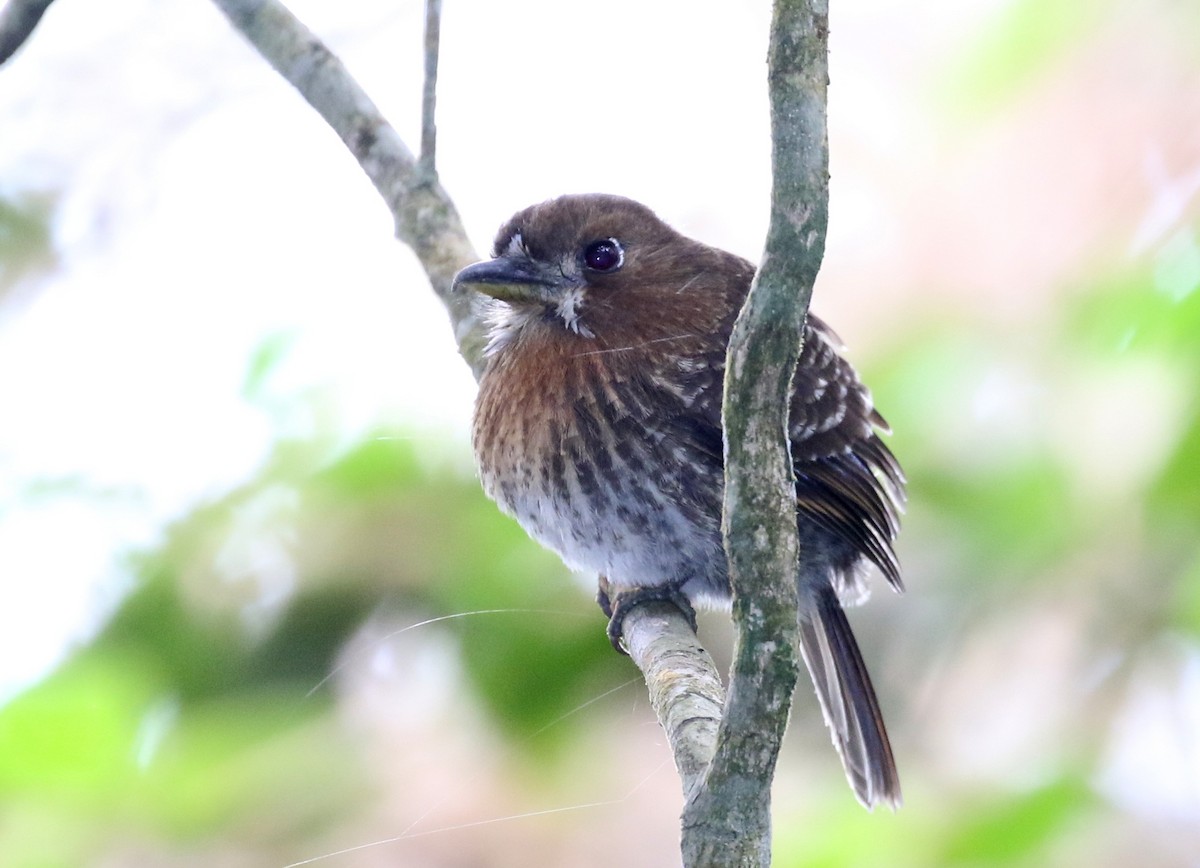 eBird Checklist - 28 Jan 2020 - Santa Marta - Palo Alto area - 33 ...
