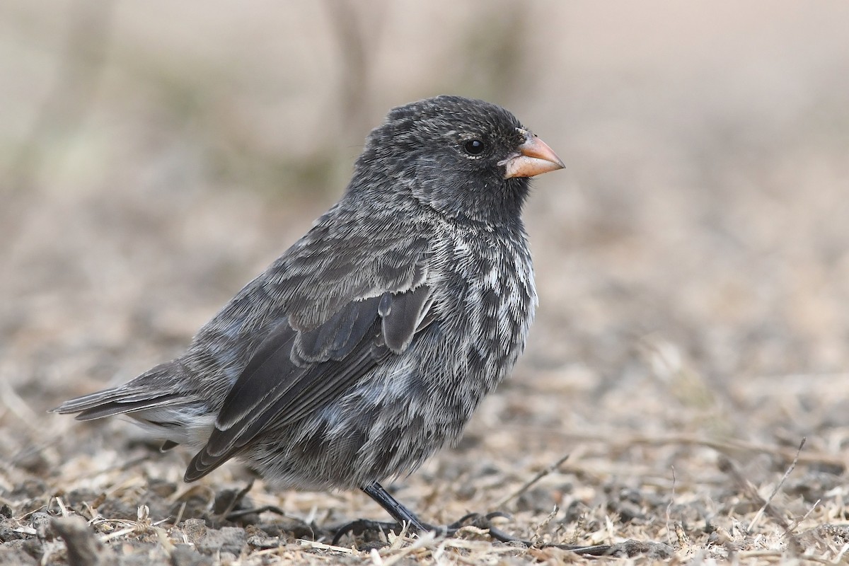 ML207806831 - Small Ground-Finch - Macaulay Library