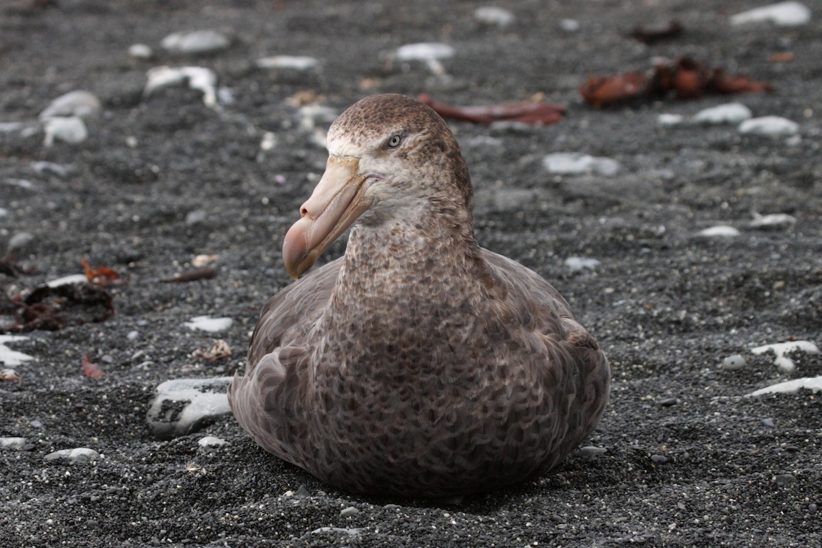 ML208130651 - Northern Giant-Petrel - Macaulay Library