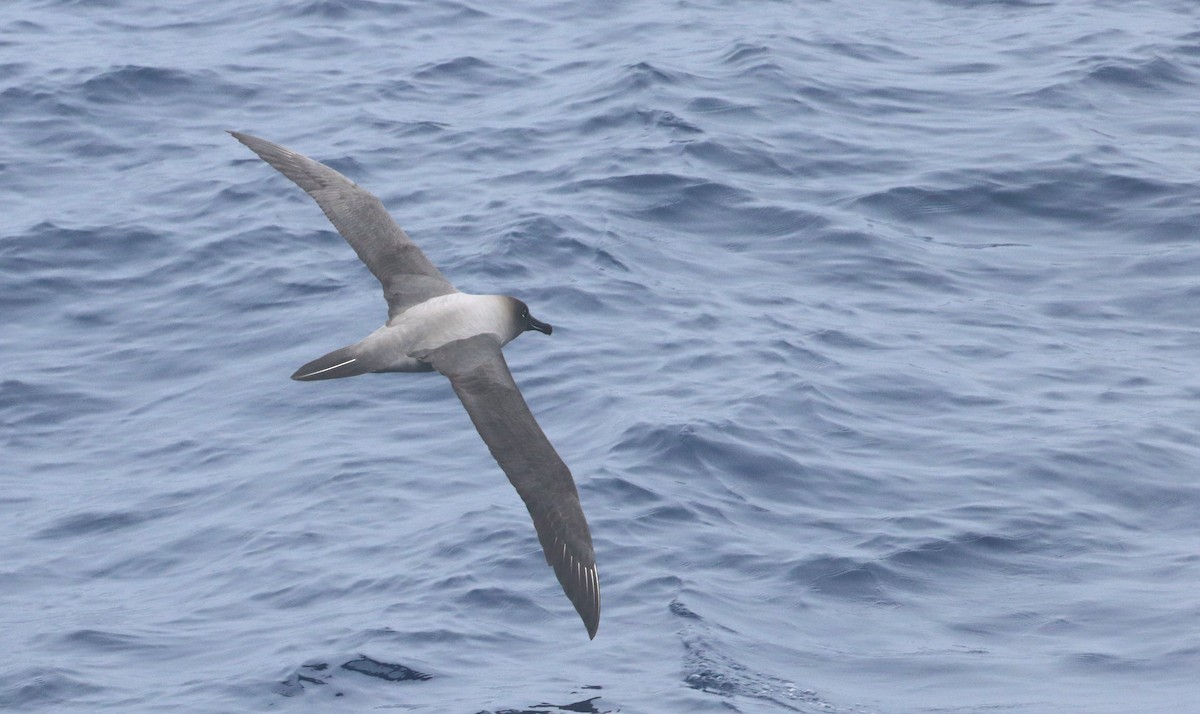 eBird Checklist - 27 Jan 2020 - At Sea (-60.2412,-55.2092) - 11 species ...