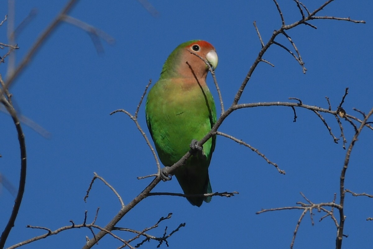 eBird Checklist - 8 Feb 2020 - Encanto Park - 17 species