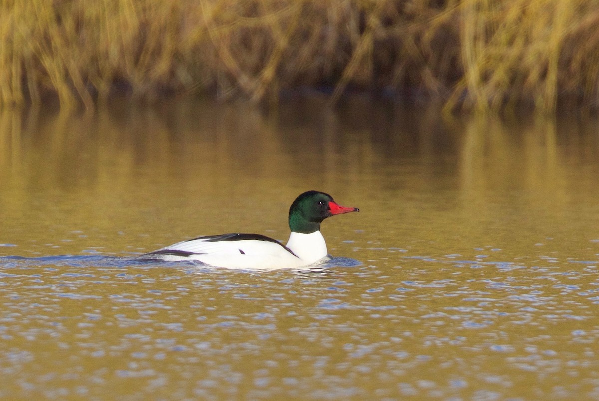 eBird Checklist - 9 Feb 2020 - Levee Pond - 17 species