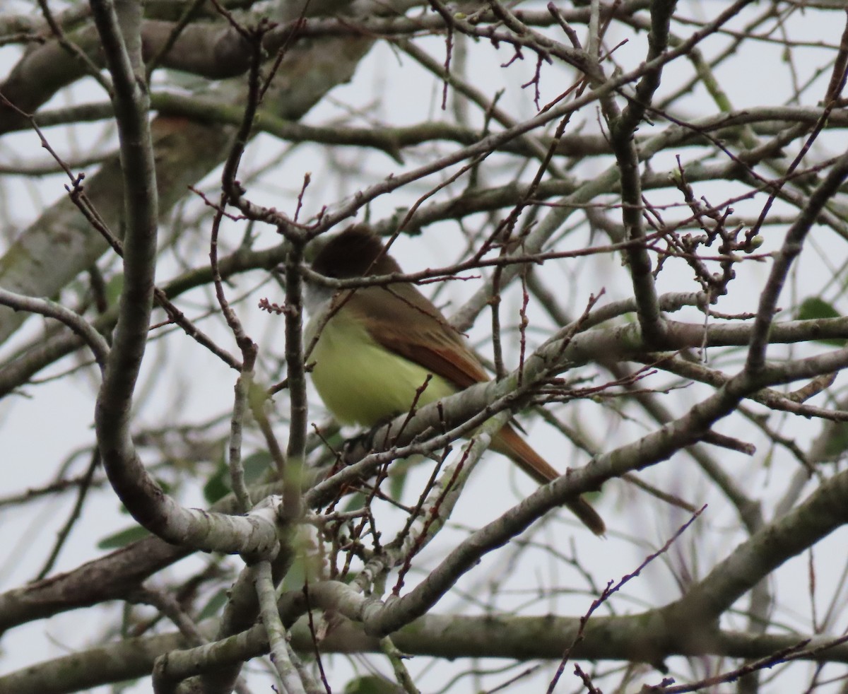 eBird Checklist - 9 Feb 2020 - Resaca de la Palma SP WBC (Brownsville ...