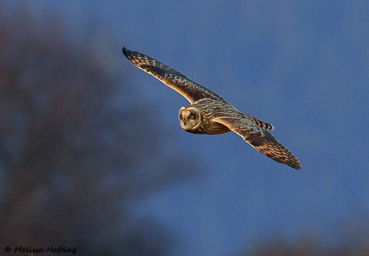 eBird Checklist - 9 Feb 2020 - Samish Flats--East 90 - 10 species