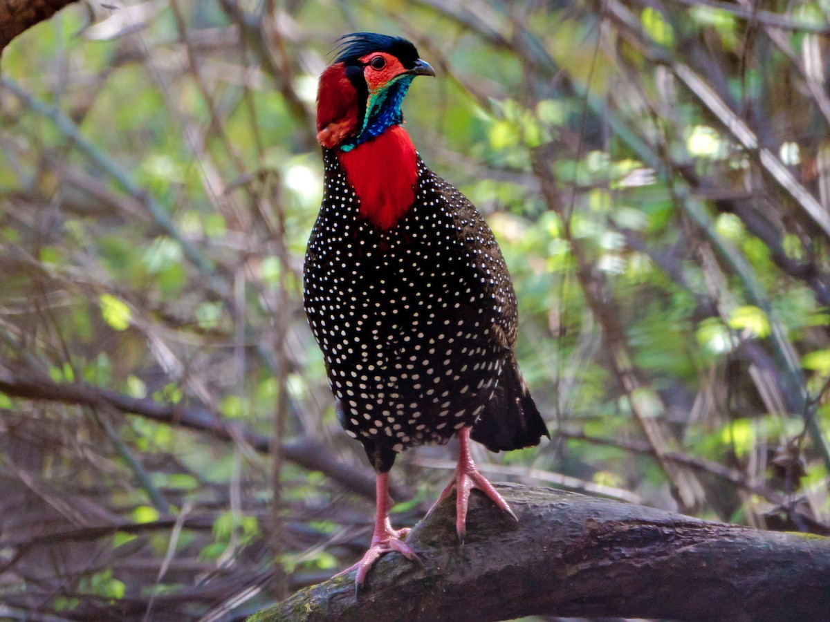 Western Tragopan - Tragopan melanocephalus - Birds of the World