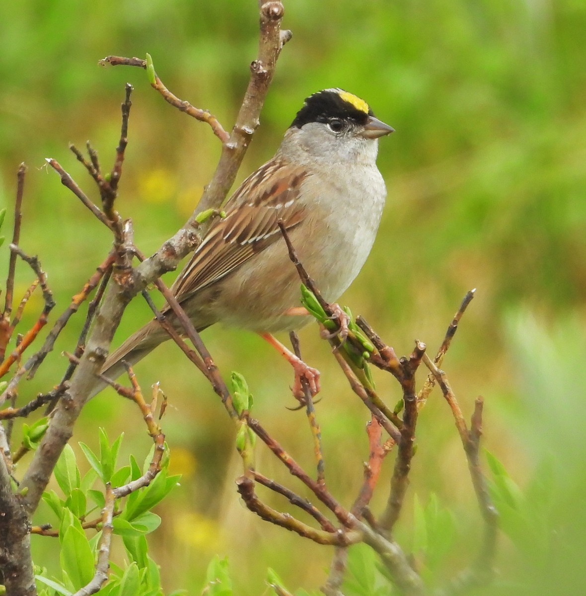 eBird Checklist - 12 Jun 2019 - Hatcher Pass--Independence Mine - 16 ...