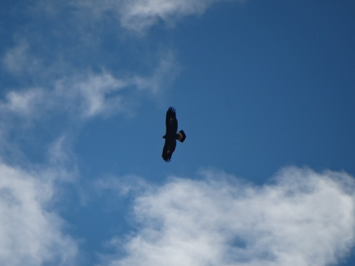 eBird Checklist - 8 Nov 2015 - Smith Point--Candy Abshier WMA (UTC 048 ...