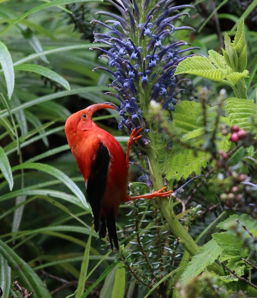 ML20865811 - Iiwi - Macaulay Library