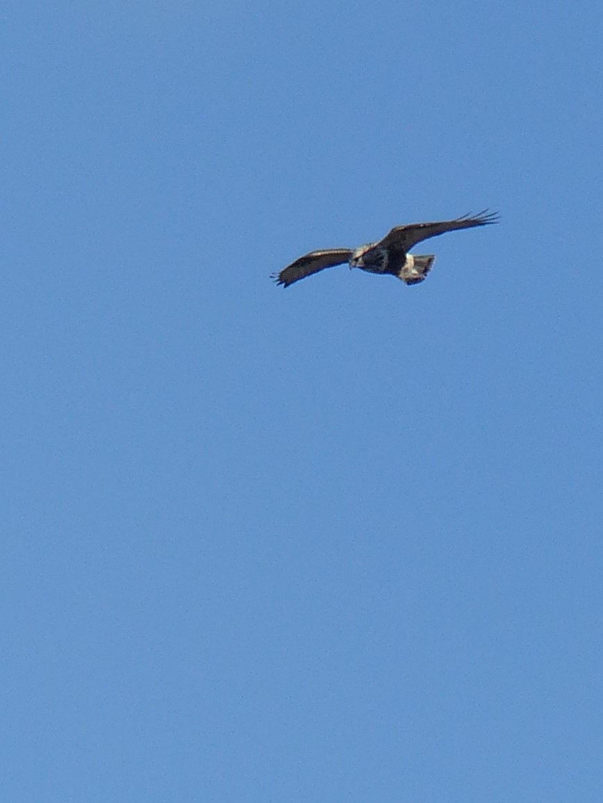 ML208658441 - Rough-legged Hawk - Macaulay Library