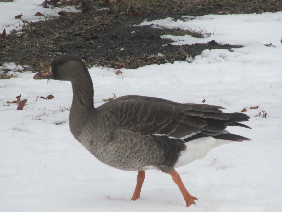 eBird Checklist - 10 Feb 2020 - Washington Park, Chicago - 5 species