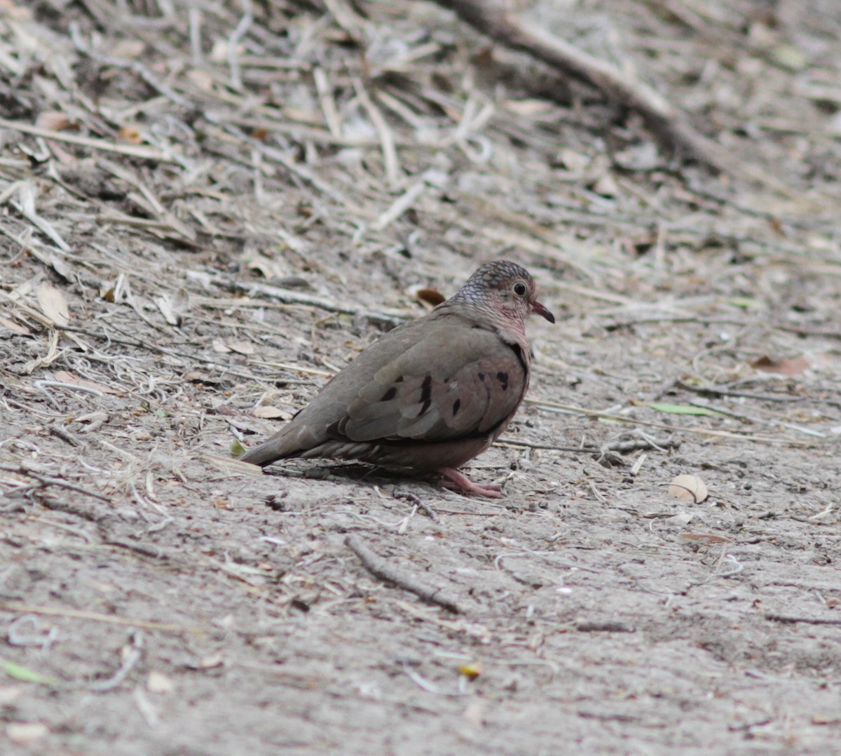 eBird Checklist - 10 Feb 2020 - Santa Ana National Wildlife Refuge ...