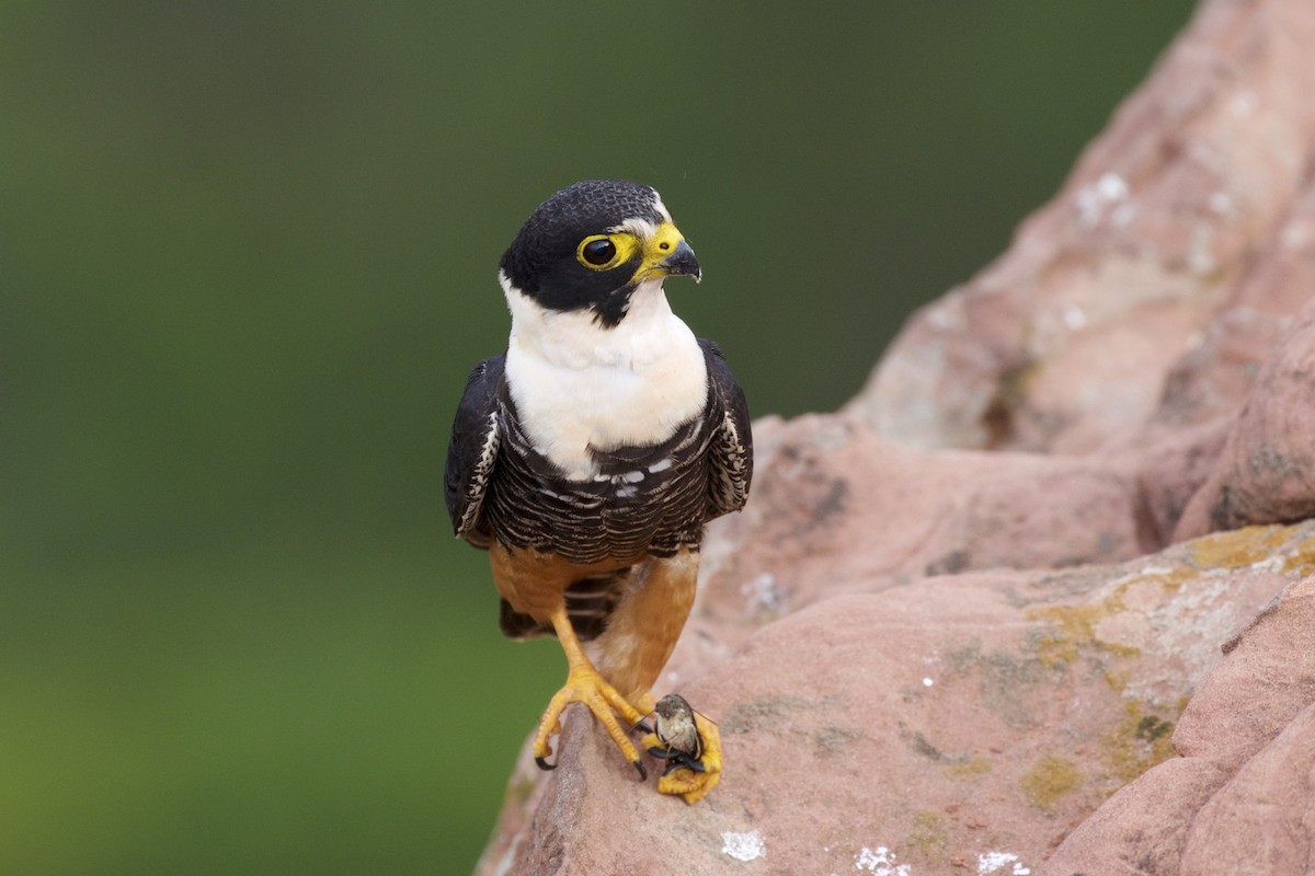 ML209420821 - Bat Falcon - Macaulay Library