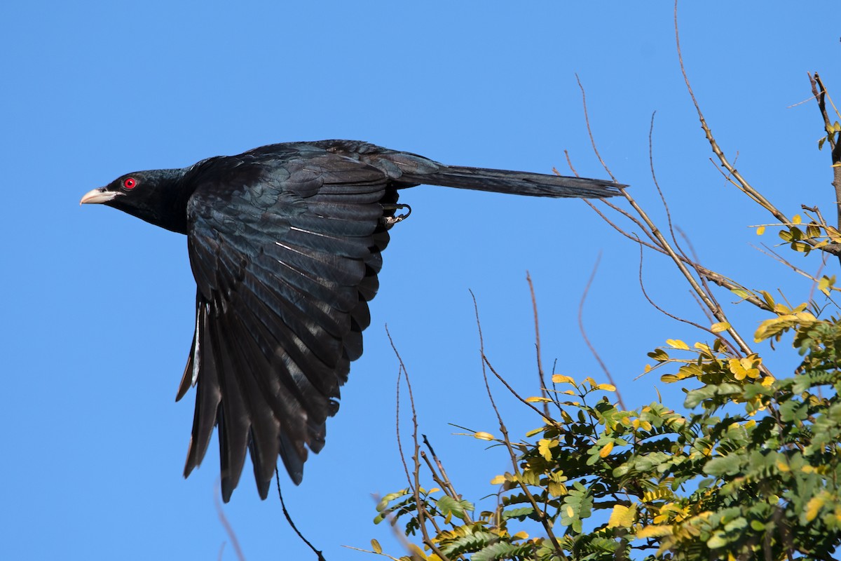 ML209532921 - Pacific Koel - Macaulay Library