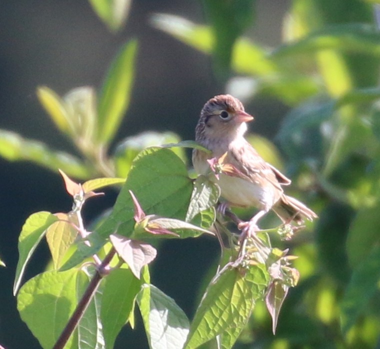 ML20983171 - Grasshopper Sparrow - Macaulay Library