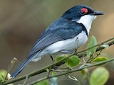 Iconic Birds - Chale Island, Coast, Kenya - eBird Hotspot