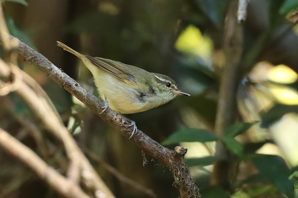 Large-billed Leaf Warbler - Phylloscopus magnirostris - Media Search ...