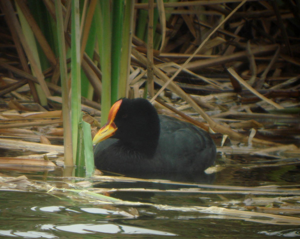 ML210315031 - Red-gartered x Slate-colored Coot (hybrid) - Macaulay Library
