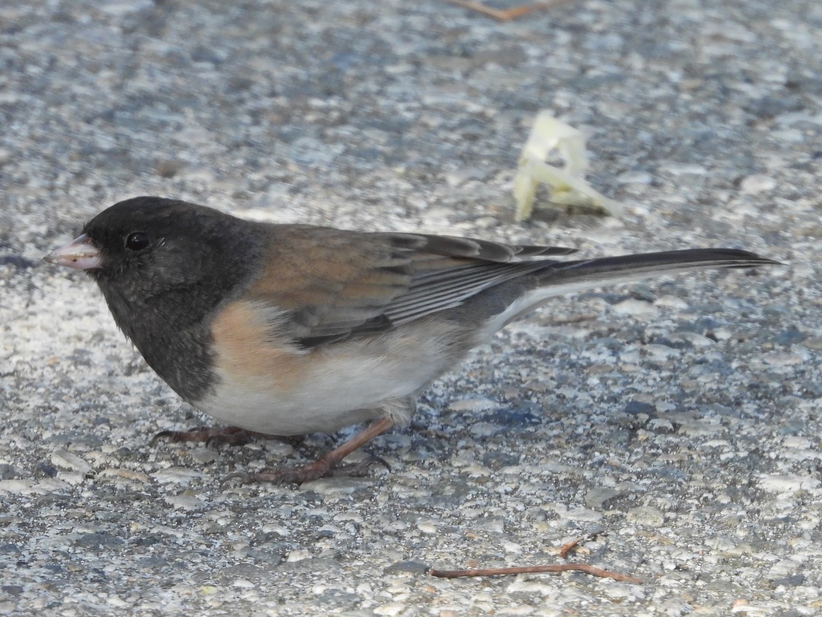 eBird Checklist - 19 Feb 2020 - Frank G. Bonelli RP/Puddingstone ...