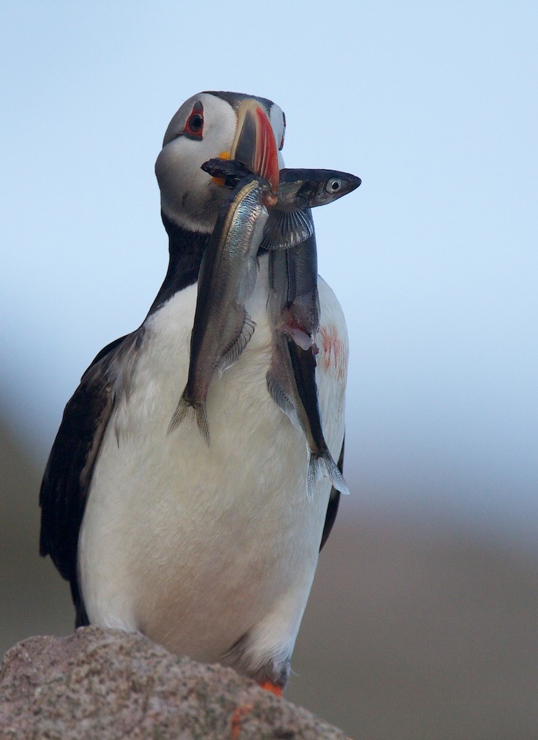 eBird Checklist - 9 Aug 2009 - Grand Colombier (et la mer près de l'île ...