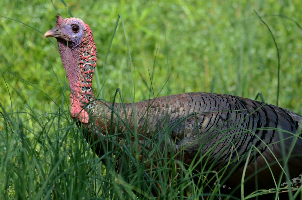 Virginia Breeding Bird Atlas Checklist - 12 May 2018 - Smithsonian ...