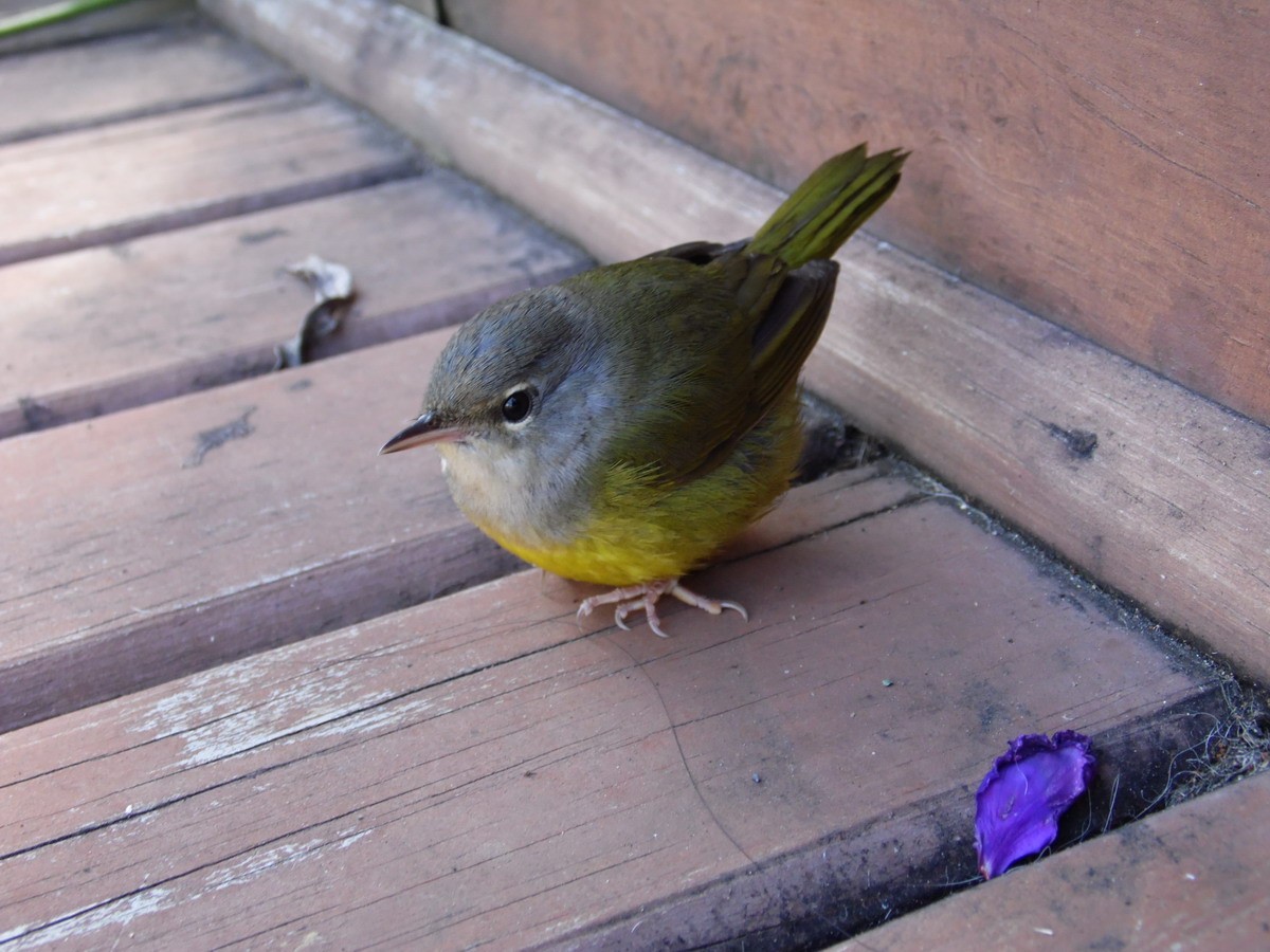 ML211637881 - MacGillivray's Warbler - Macaulay Library