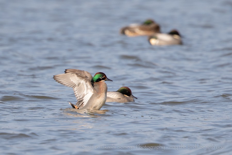 Baikal Teal x Falcated Duck (hybrid) - eBird
