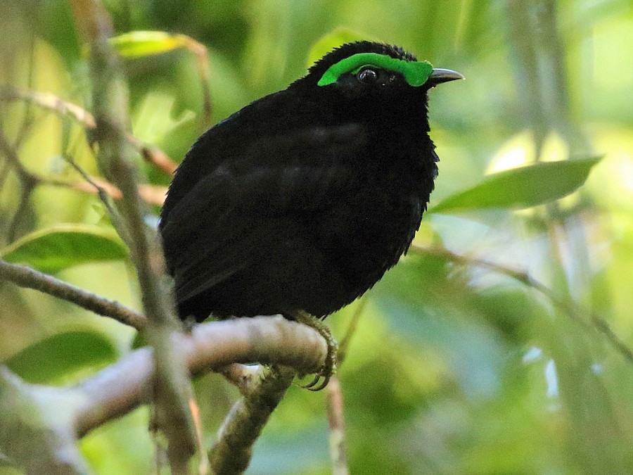 Velvet Asity - eBird
