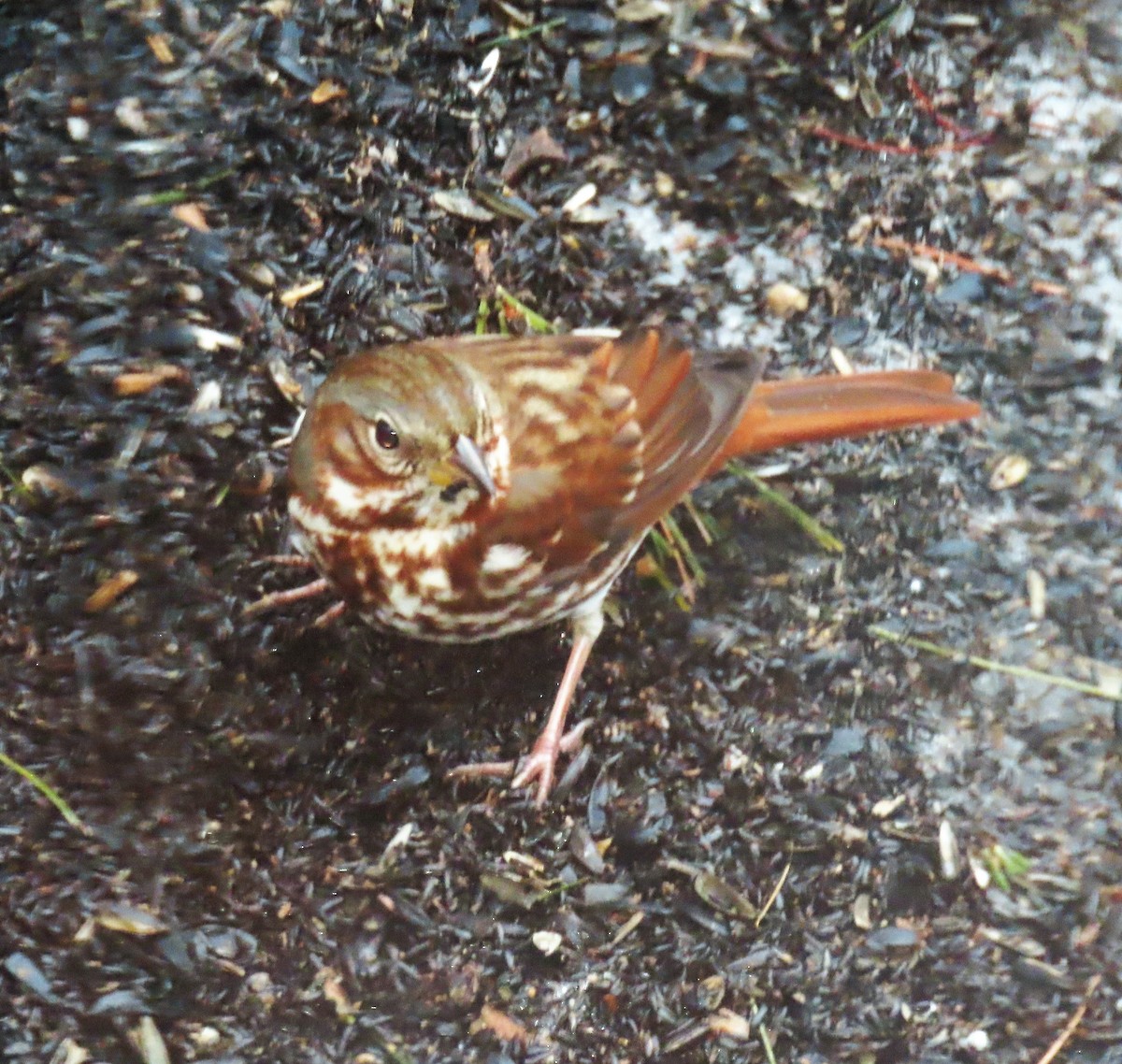 eBird Checklist - 26 Feb 2020 - Brookfield - 1 species