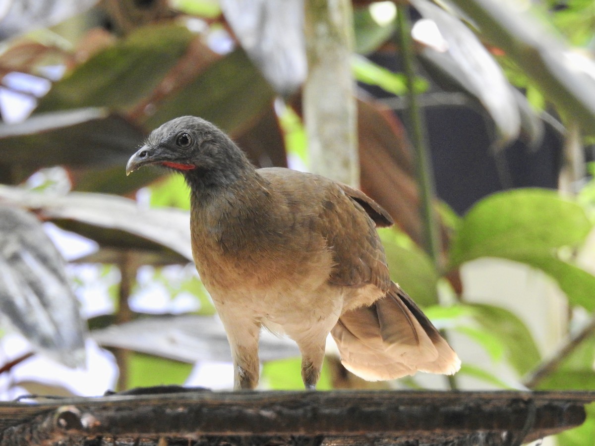eBird Checklist - 15 Feb 2020 - Soberanía Lodge, Gamboa - 44 species