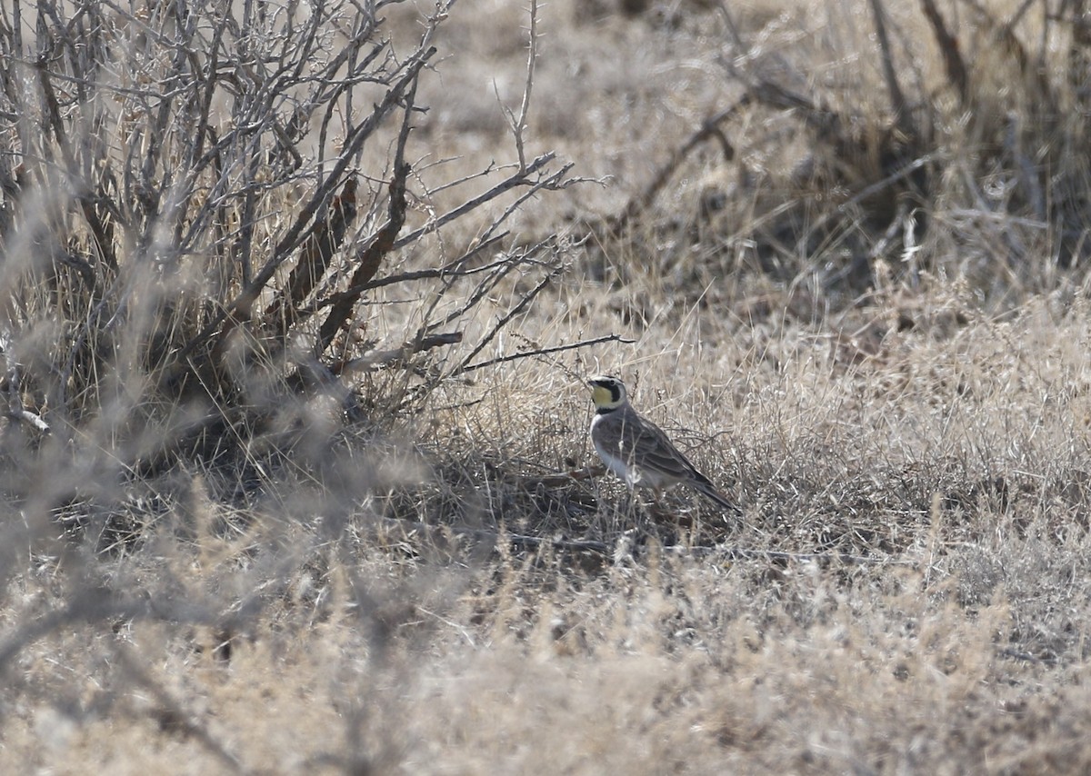 eBird Checklist - 28 Feb 2020 - 1 8/10 Rd, Mack US-CO 39.23651, -109. ...