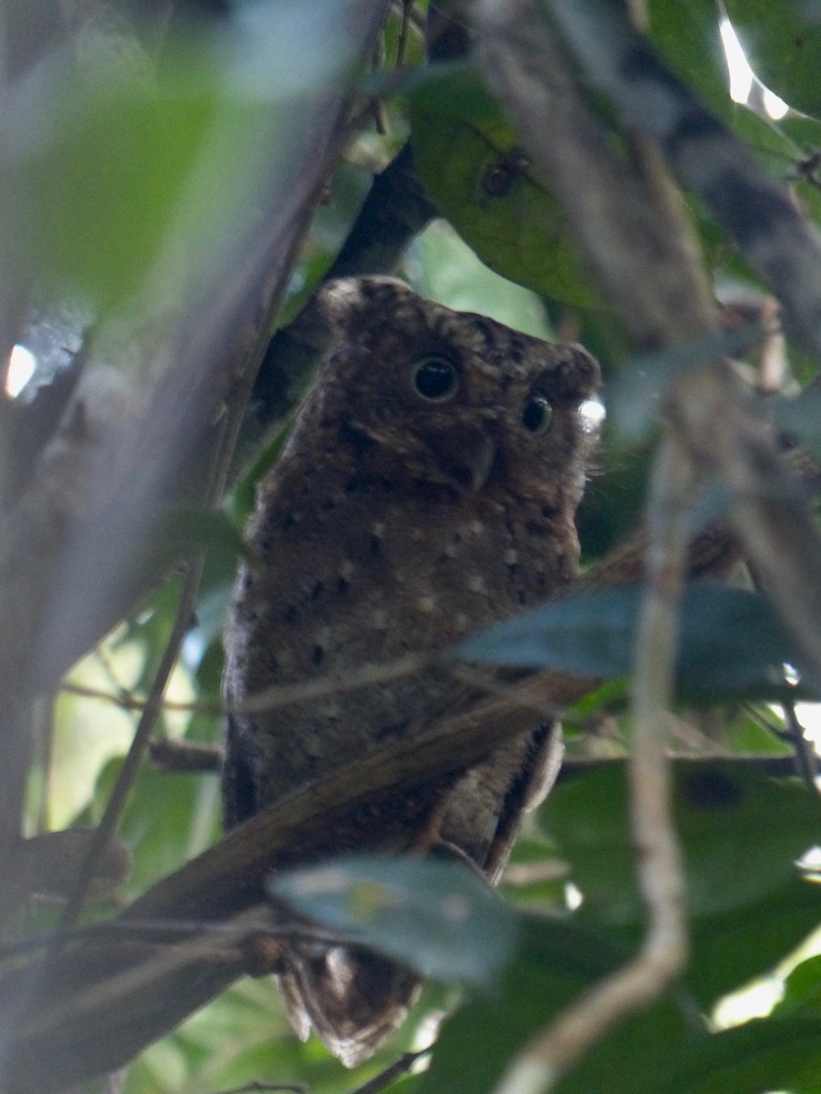 eBird Checklist - 16 Jan 2020 - Arabuko-Sokoke Forest NR (NOT incl ...
