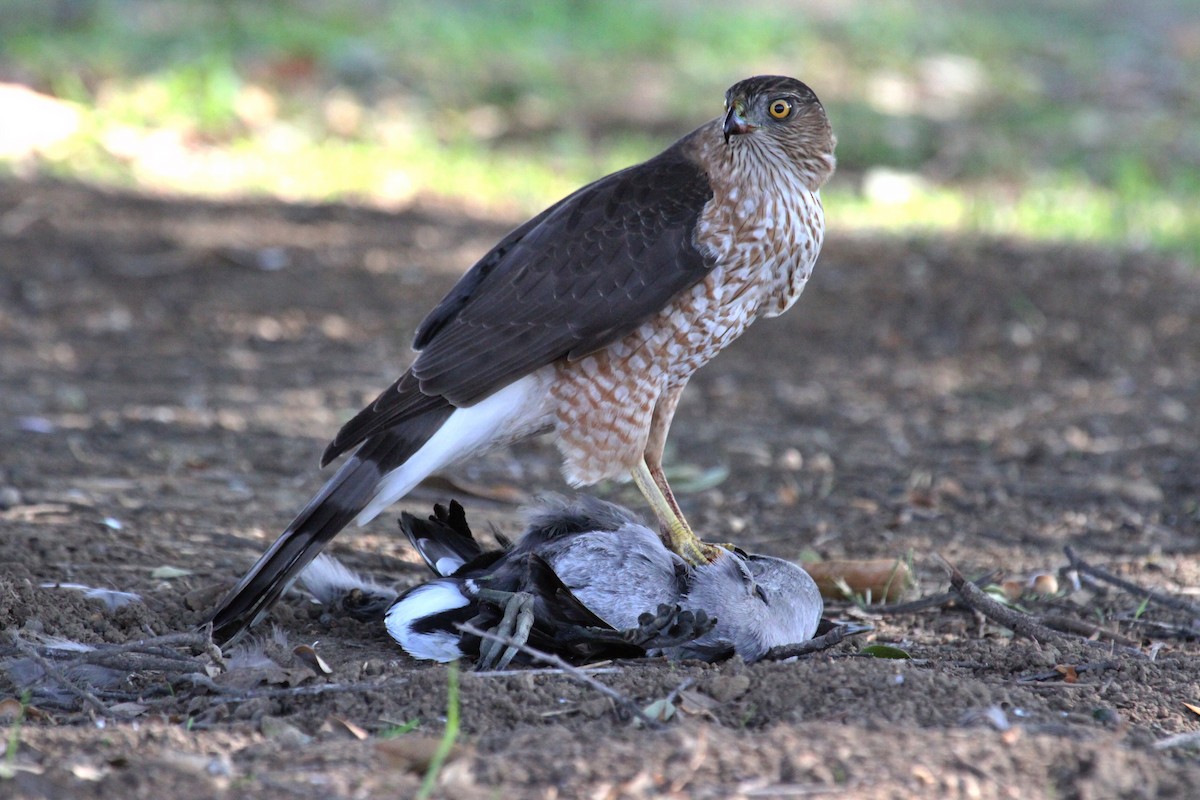 ML212872481 - Cooper's Hawk - Macaulay Library