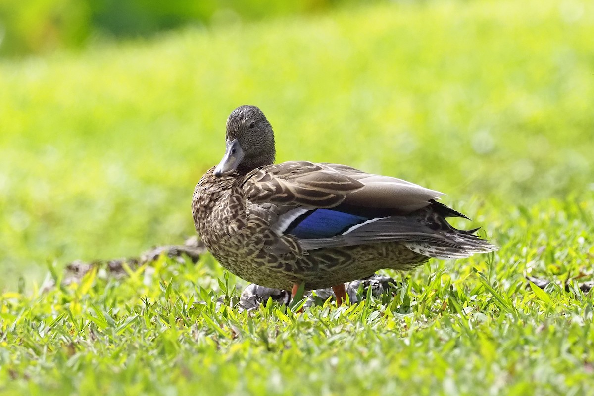 ML212998561 - Hawaiian Duck - Macaulay Library