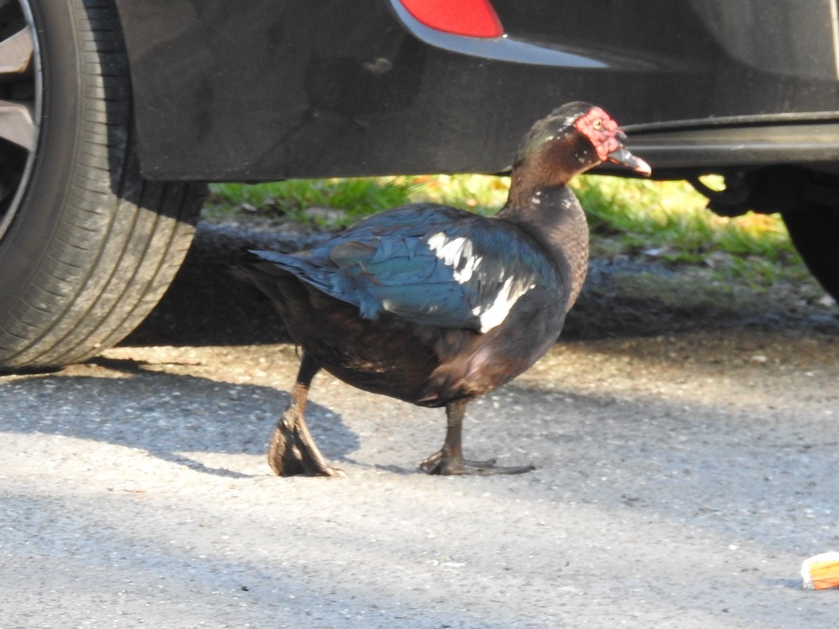 eBird Checklist - 1 Mar 2020 - Al Lopez Park - 16 species