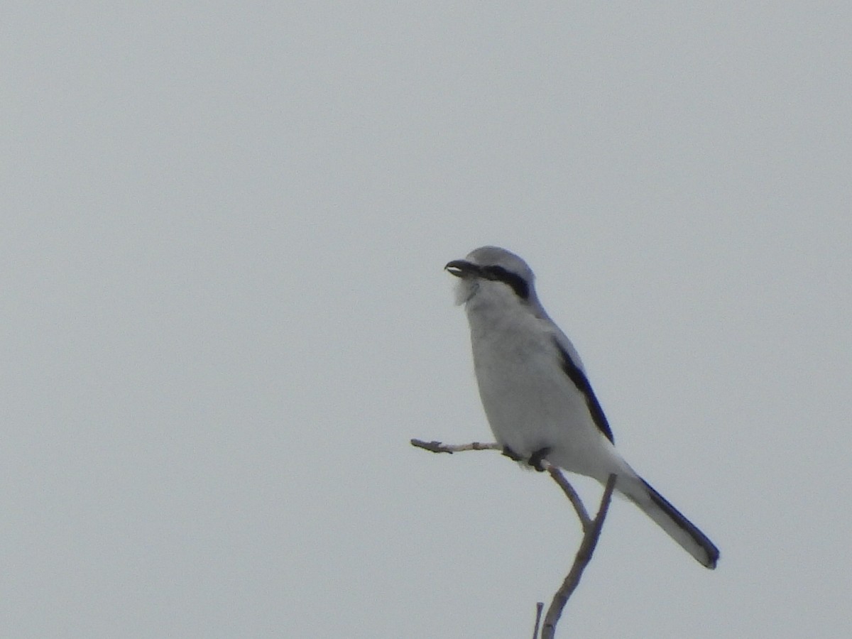 ML213395101 - Northern Shrike - Macaulay Library