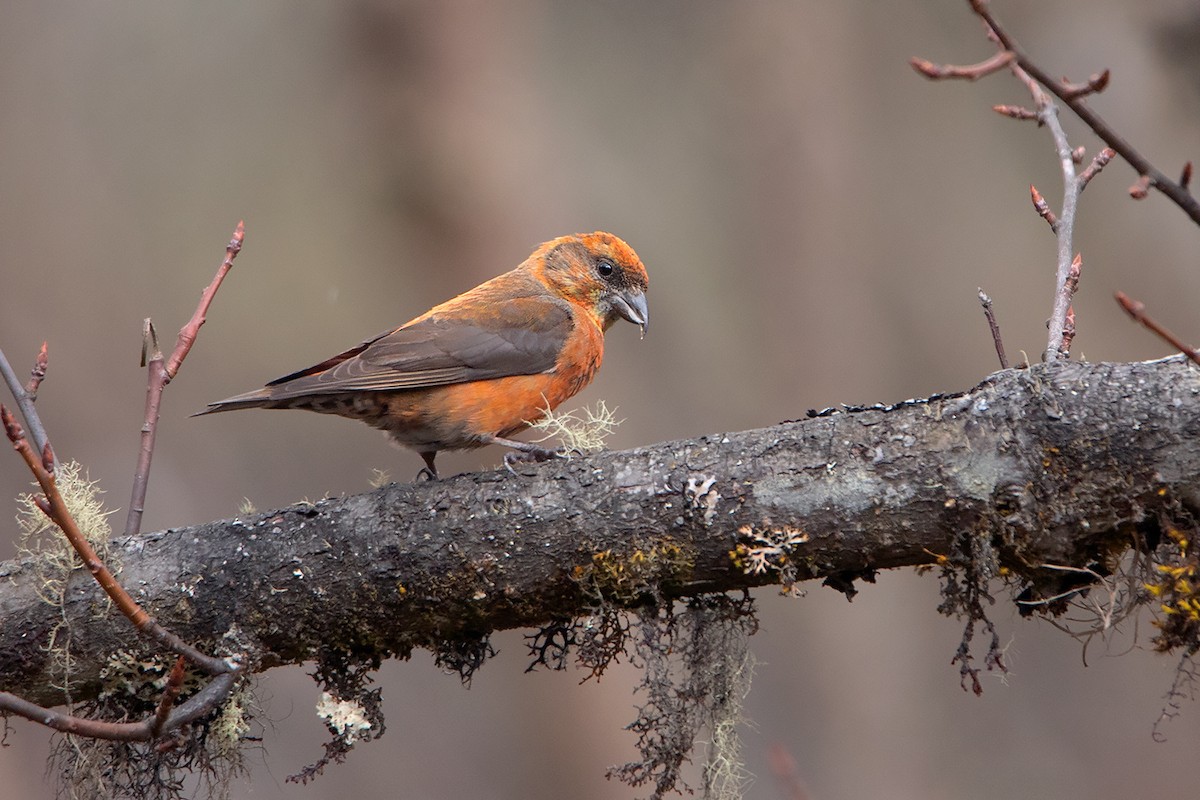 ML213514411 - Red Crossbill - Macaulay Library