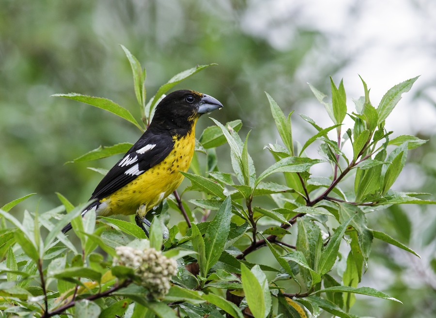 Rey del Bosque (crissalis) - eBird