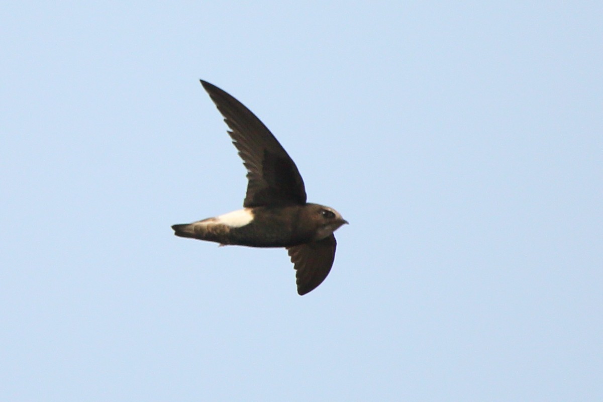 eBird Checklist - 5 Mar 2020 - Valley School - 61 species
