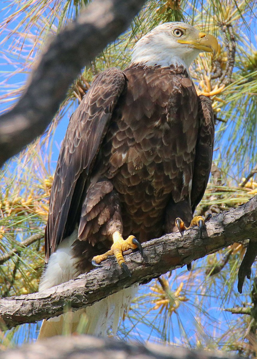 ML213748491 - Bald Eagle - Macaulay Library