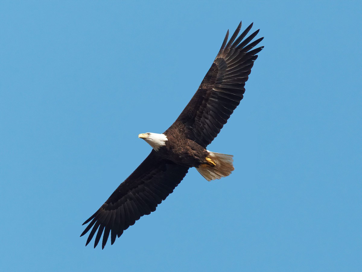 eBird Checklist - 12 Jan 2020 - Clayton Co. Water Authority--Lake ...