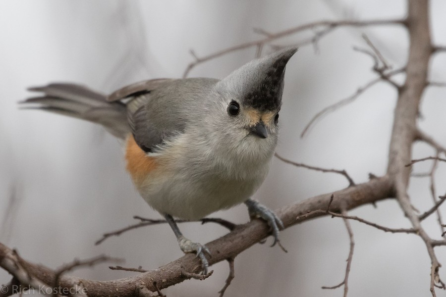 Tufted x Black-crested Titmouse (hybrid) - eBird