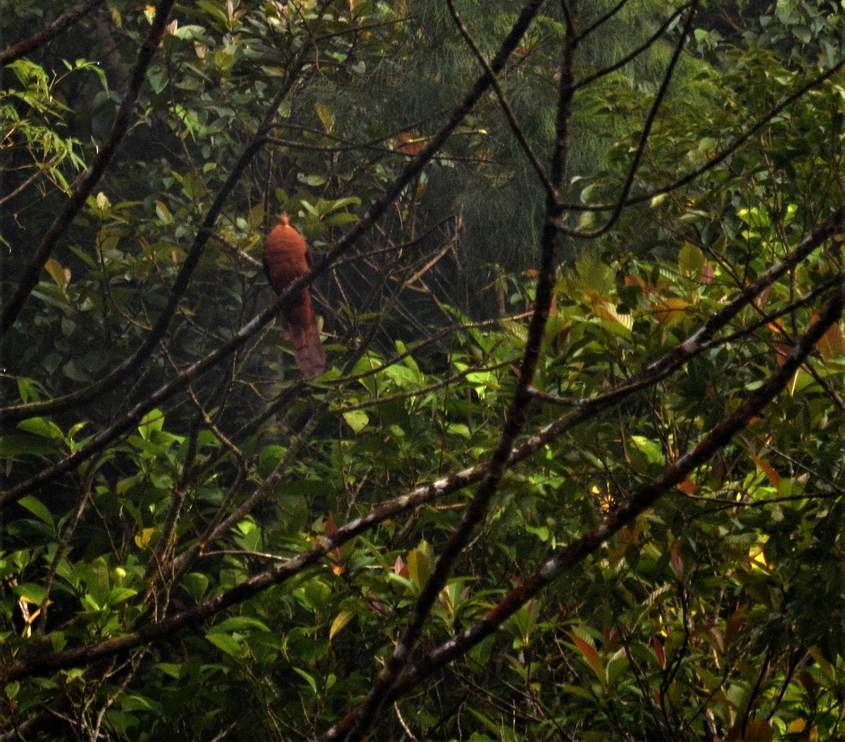 eBird Checklist - 8 Mar 2020 - Marilaque Highway - 28 species (+3 other ...