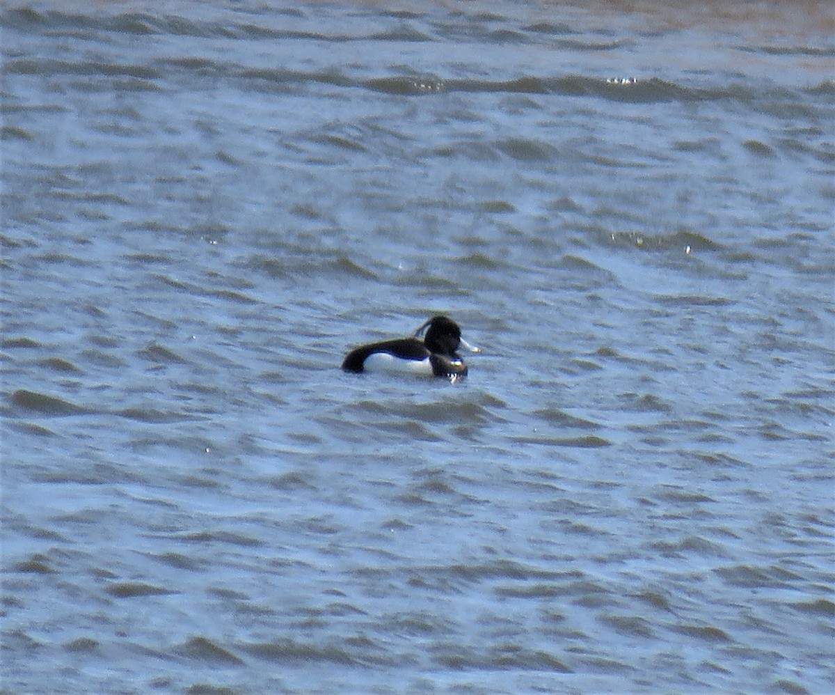 eBird Checklist - 9 Mar 2020 - Nantucket--Massasoit Bridge - 8 species