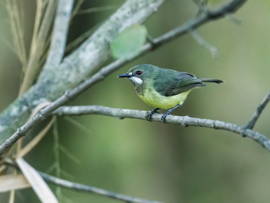 Fairy Gerygone (Black-throated) - eBird