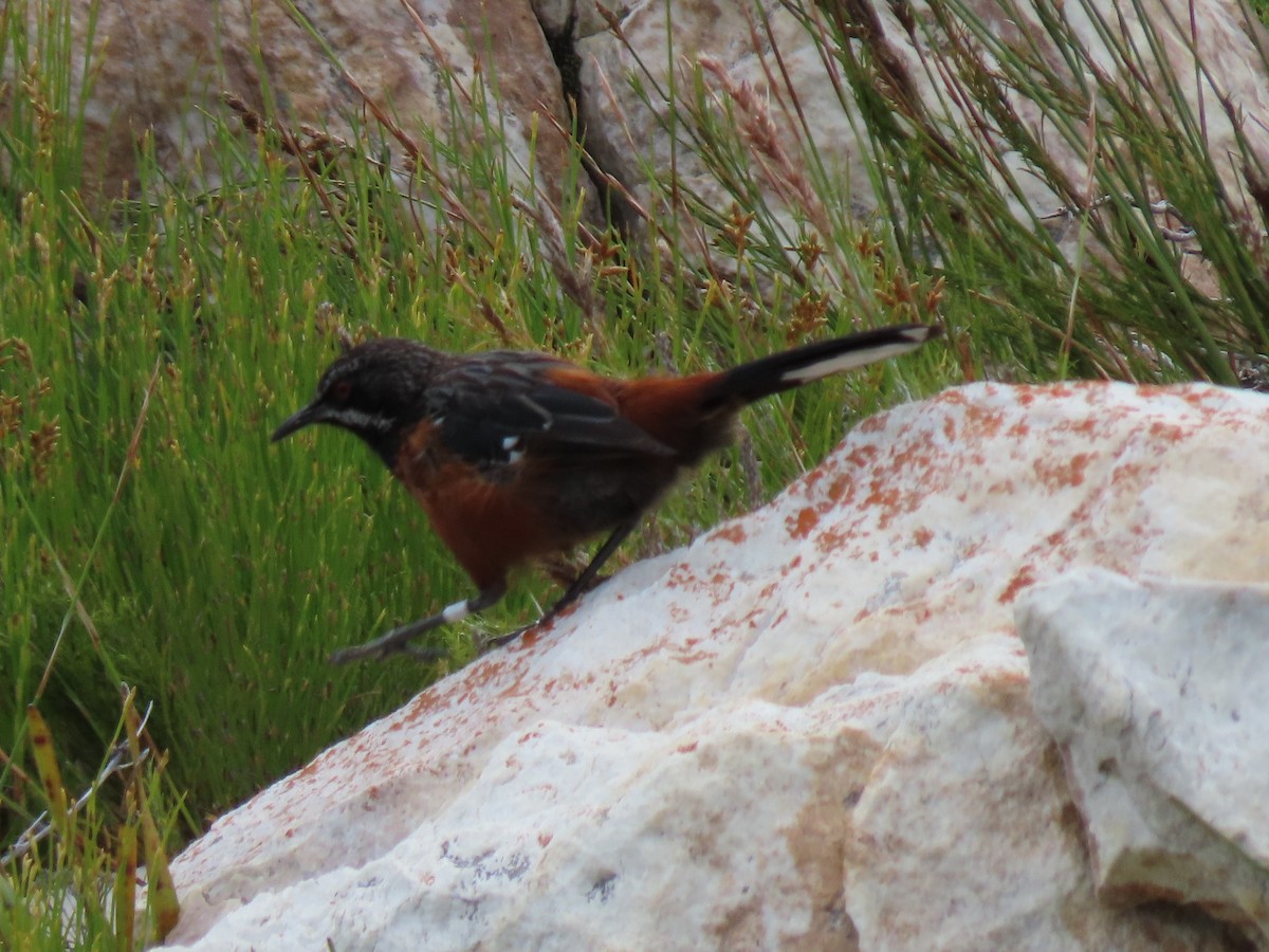 eBird Checklist - 27 Feb 2020 - Rooi-Els - 8 species