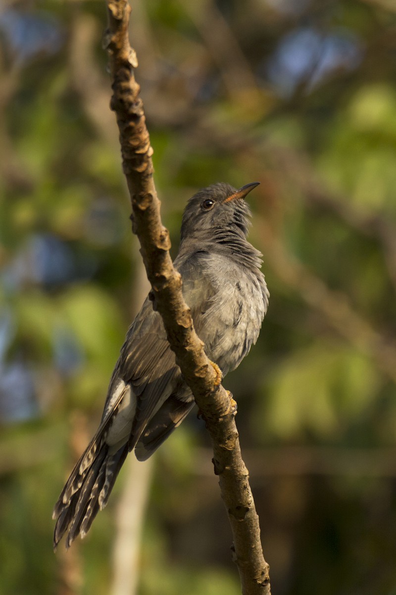 eBird Checklist - 21 Jan 2018 - Vattappoyil - 14 species