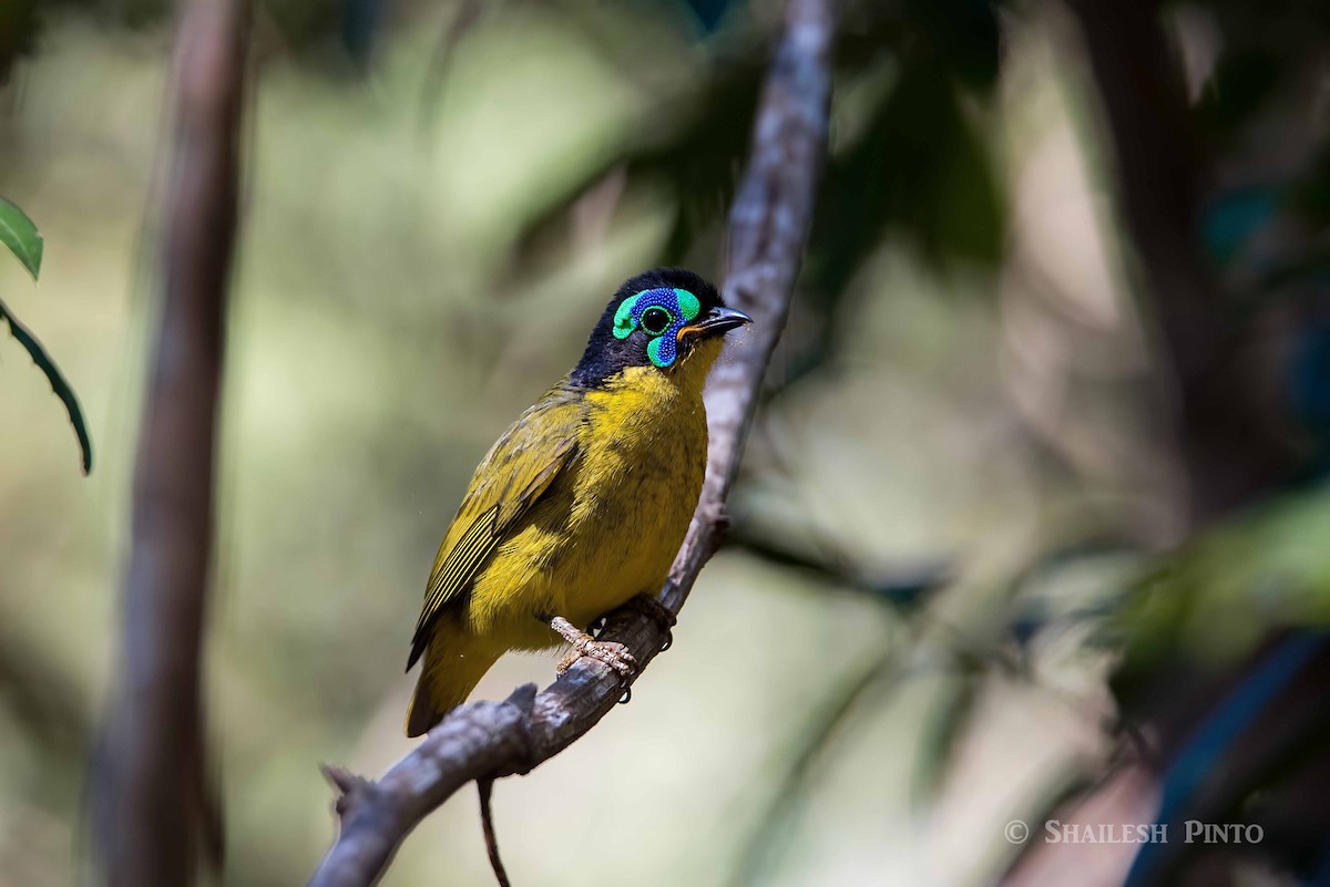 ML21506981 - Schlegel's Asity - Macaulay Library