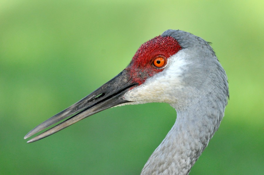 Sandhill Crane (Florida) - eBird