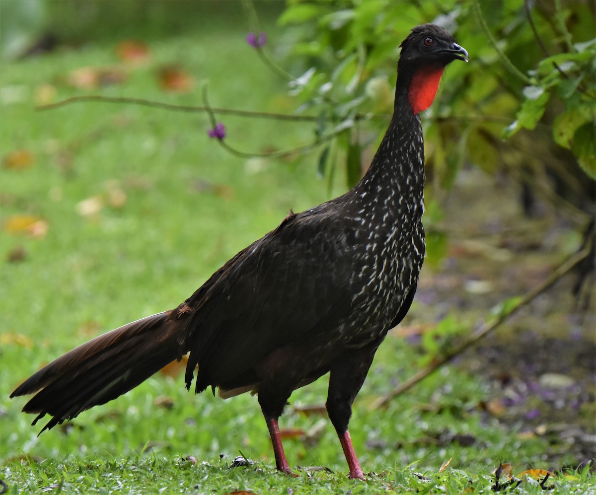 eBird Checklist - 29 Feb 2020 - Arenal Observatory Lodge - 57 species
